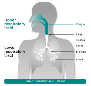 Practice and basics – WILAmed